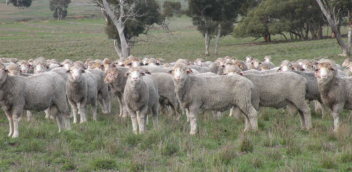 Kelvale Poll Merino | Welcome