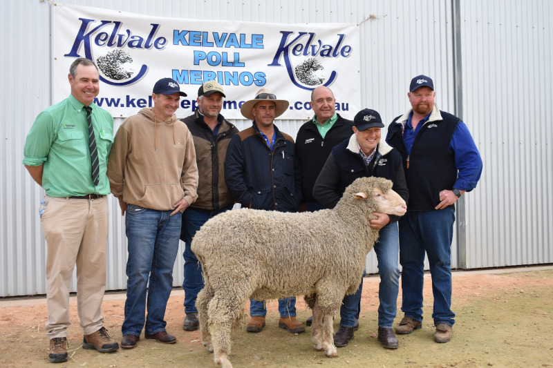 Ram Sales | Kelvale Poll Merino